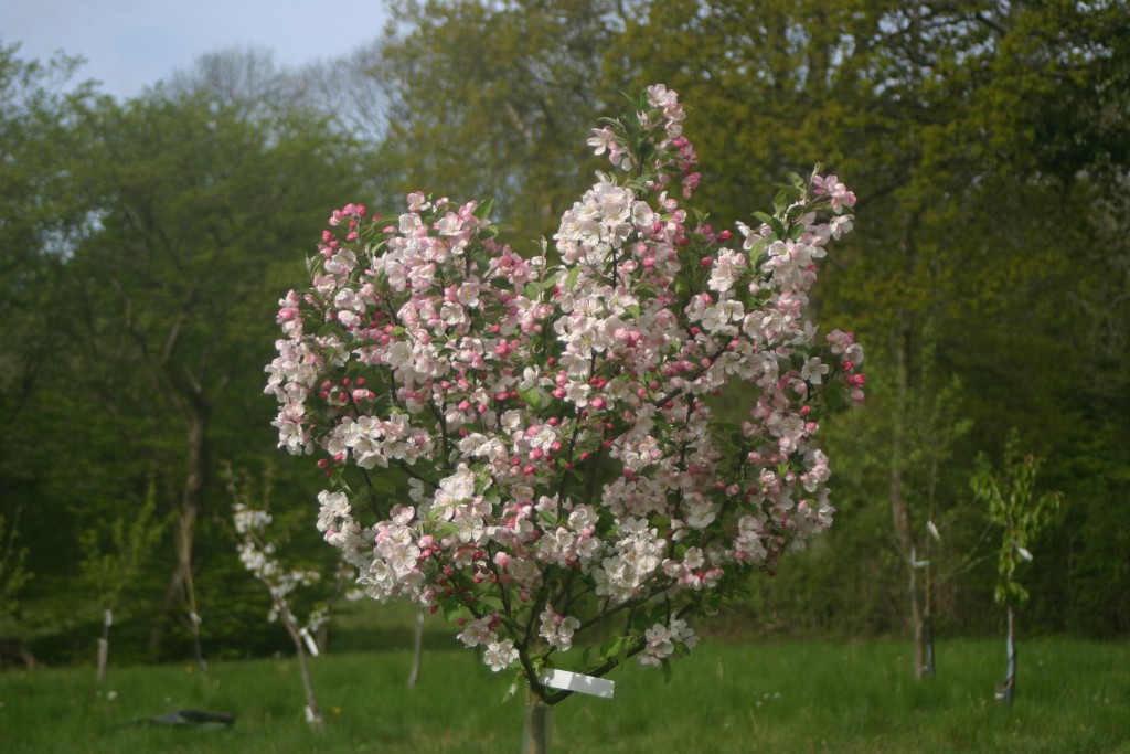 Crab Apple Evereste – Sussex Fruit Trees