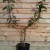 Double Cordon & Double U Cordon – Sussex Fruit Trees