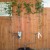 Double Cordon & Double U Cordon – Sussex Fruit Trees
