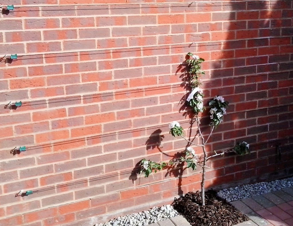 Wall Fan Apple – Sussex Fruit Trees
